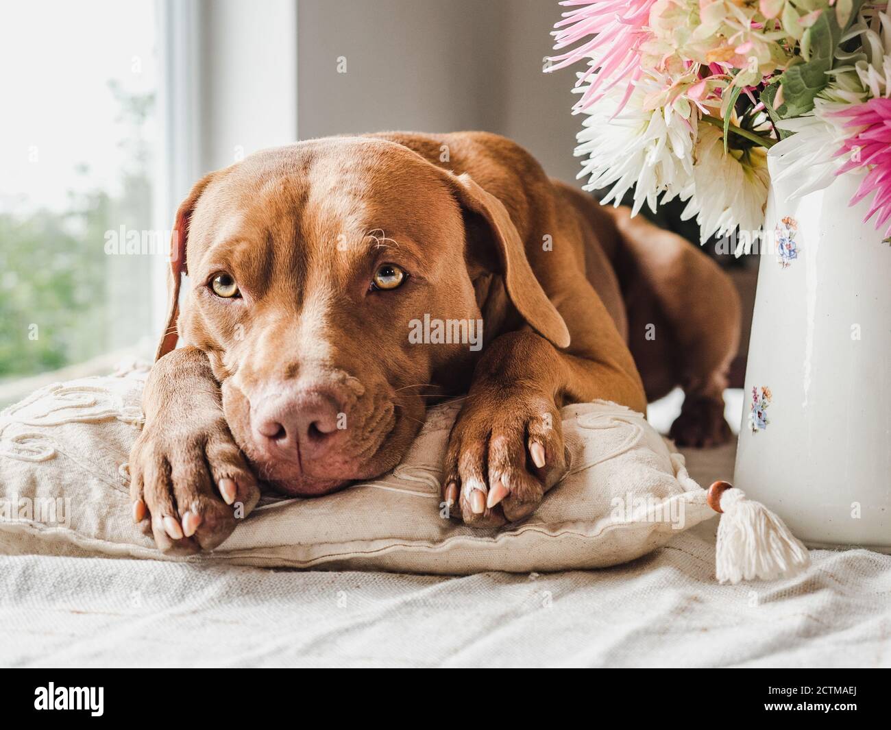 Beautiful bouquet of flowers and cute puppy Stock Photo - Alamy