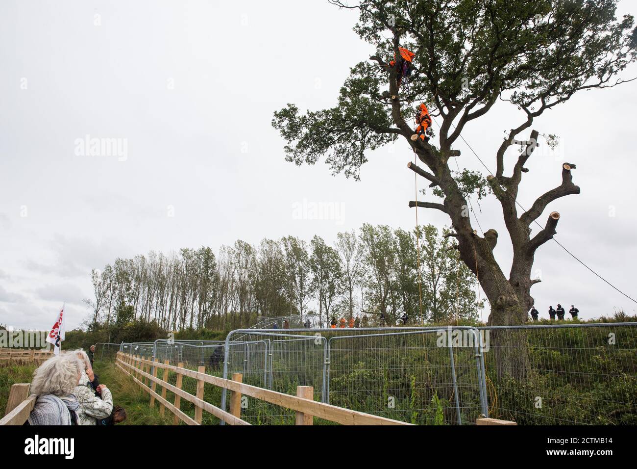 Oak tree surgery hi-res stock photography and images - Alamy