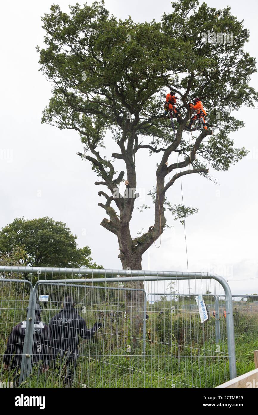 Old oak tree uk september hi-res stock photography and images - Alamy