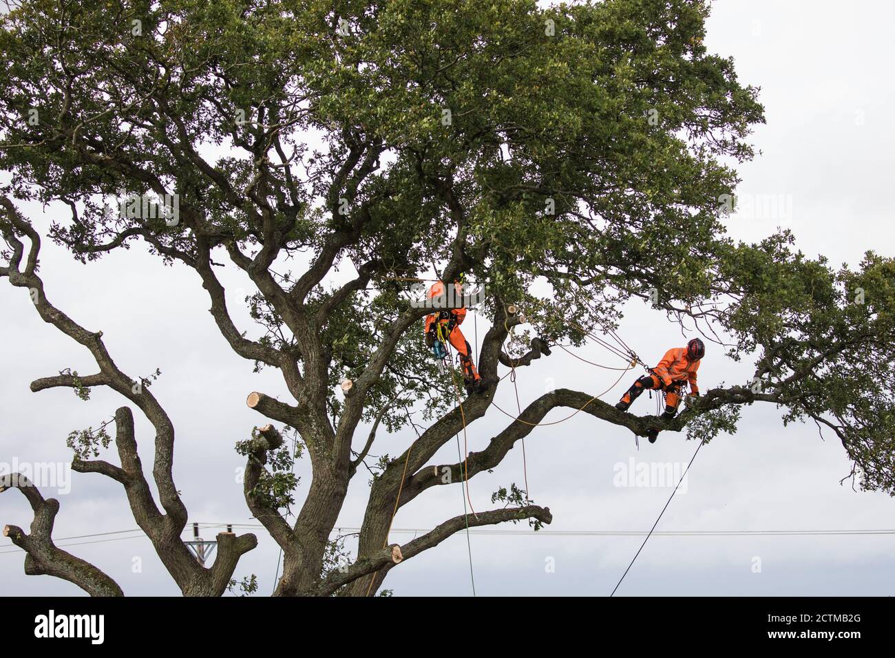 Seven sisters oak tree hi-res stock photography and images - Alamy