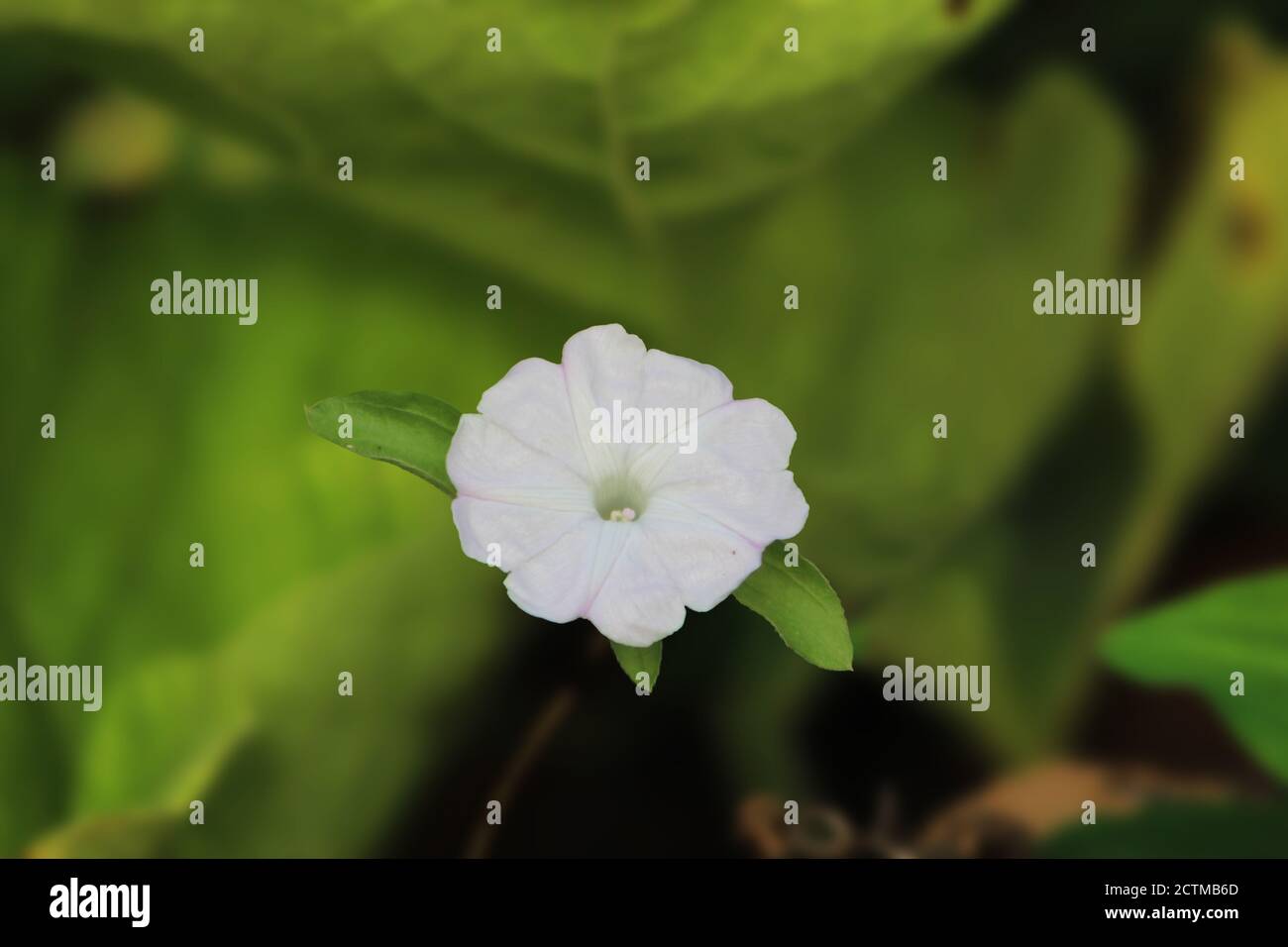 Small white flower hi-res stock photography and images - Alamy
