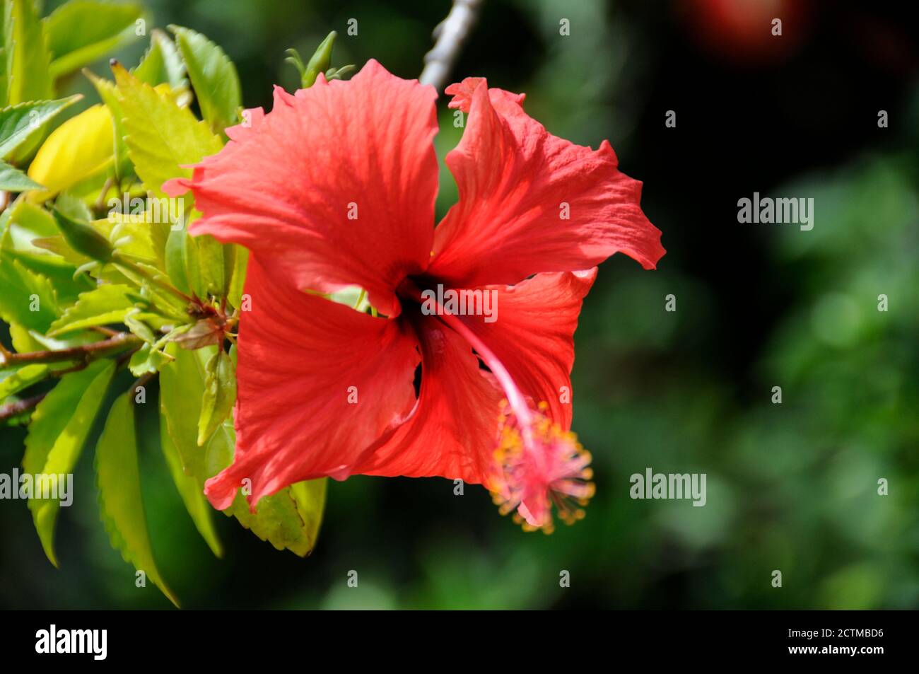 Native hibiscus hi-res stock photography and images - Alamy