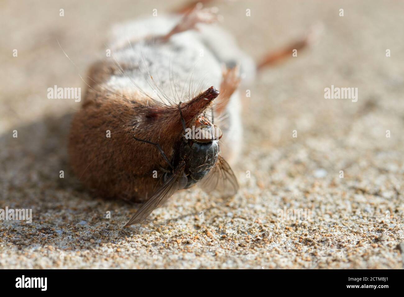 Shrew eating hi-res stock photography and images - Alamy