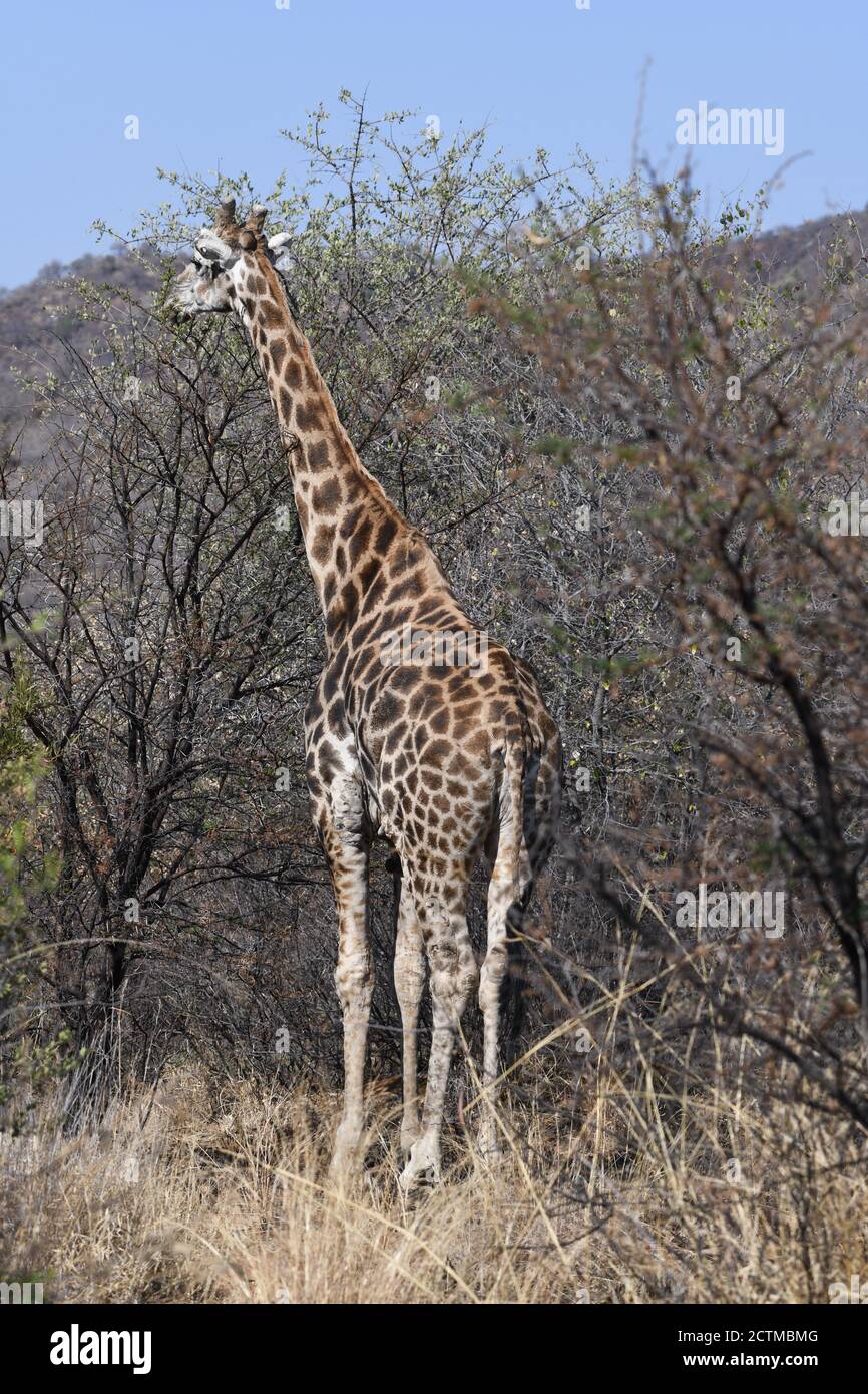 Giraffe backside hi-res stock photography and images - Alamy