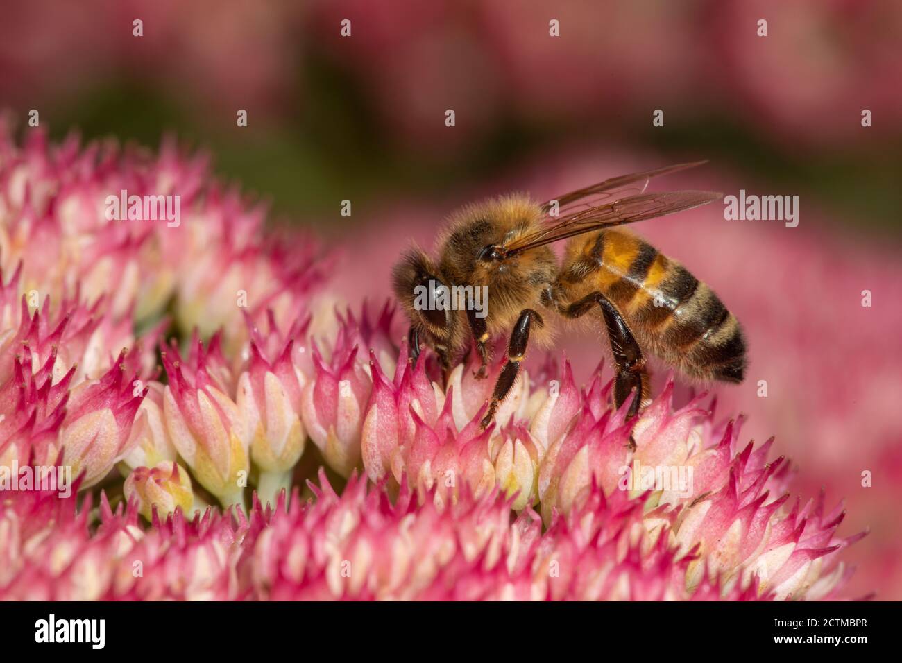 Honey Bee (Apis mellifera), worker feeding on nectar of Sedum in garden ...