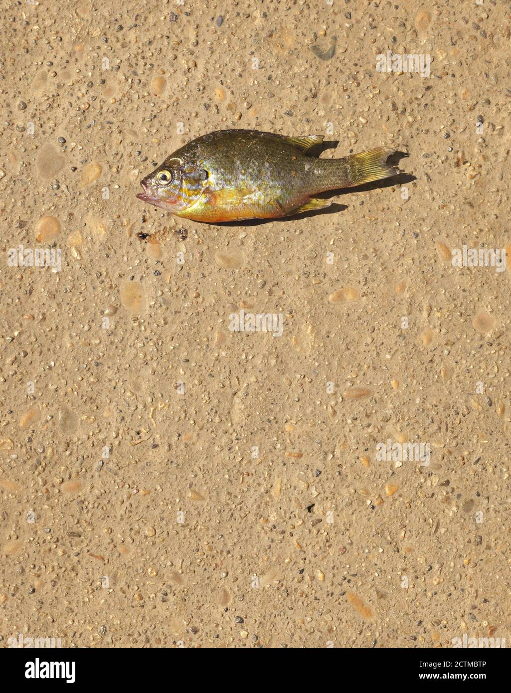 Walking On Dead Fish