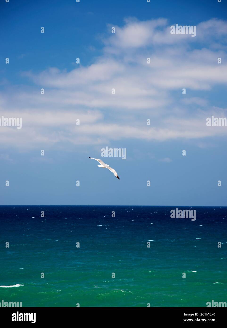 Seagull flying in windy conditions off the coast of Heraklion, Crete ...
