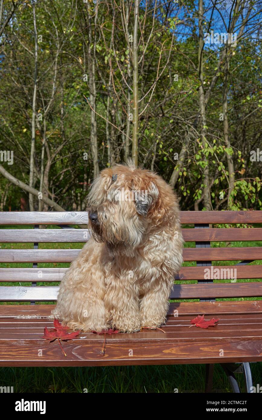 Woolly Coated High Resolution Stock Photography and Images - Alamy
