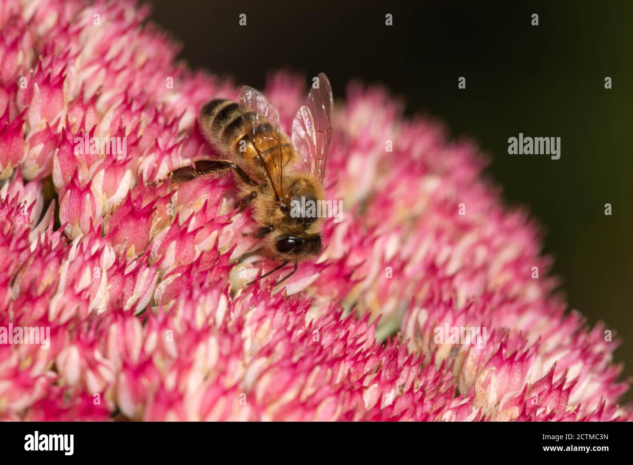 Honey Bee (Apis mellifera), worker feeding on nectar of Sedum in garden ...