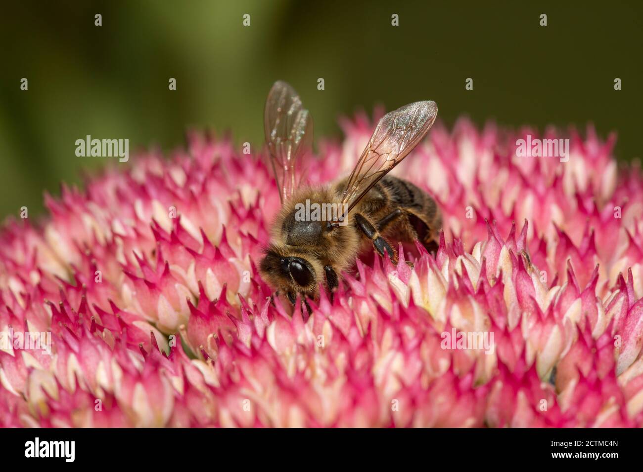 Honey Bee (Apis mellifera), worker feeding on nectar of Sedum in garden ...