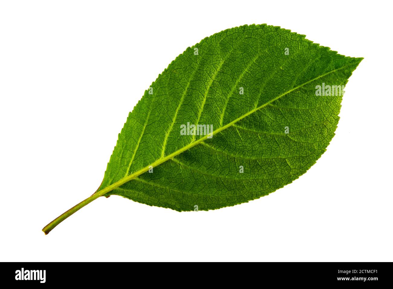 single green leaf of cherry isolated on the white background, bottom ...