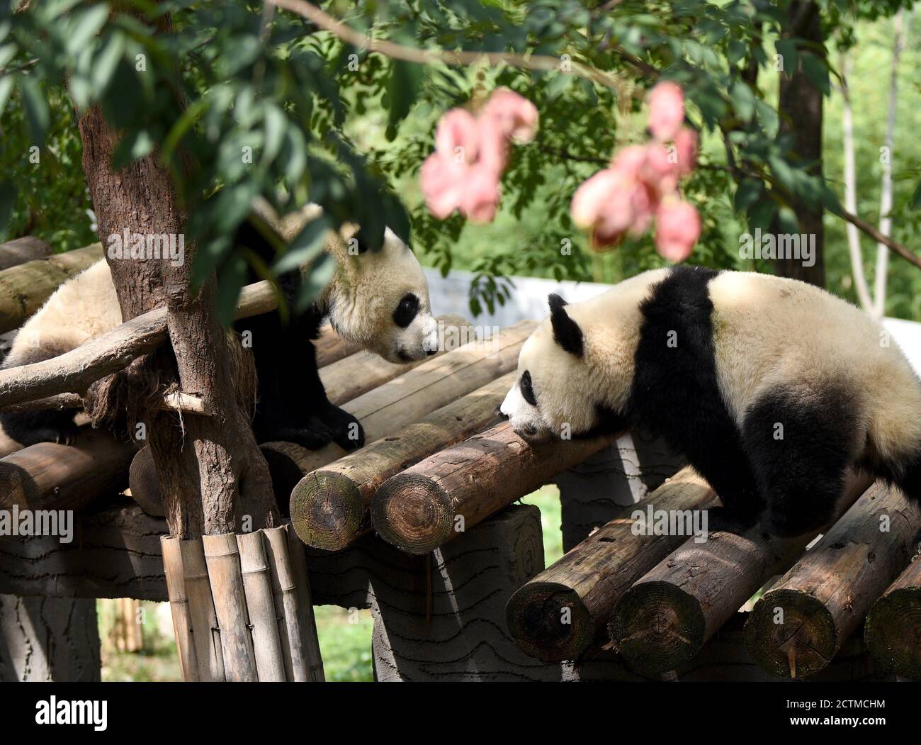 Xi'an, China's Shaanxi Province. 23rd Sep, 2020. Giant pandas are seen ...
