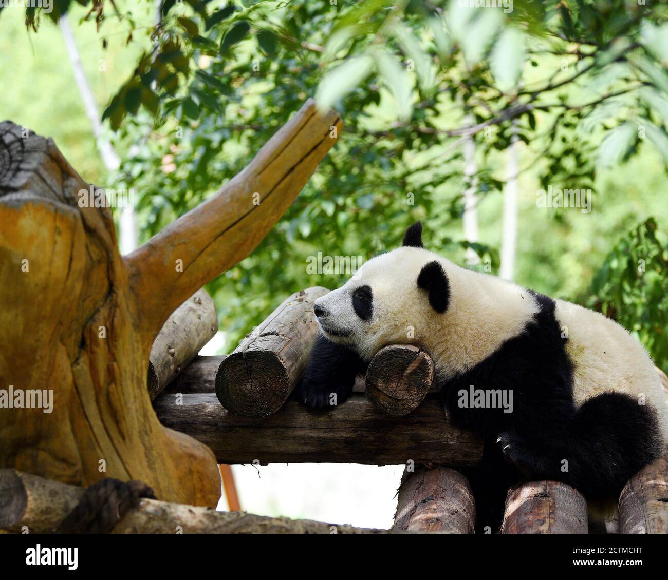 Xi'an, China's Shaanxi Province. 23rd Sep, 2020. A giant panda is seen ...