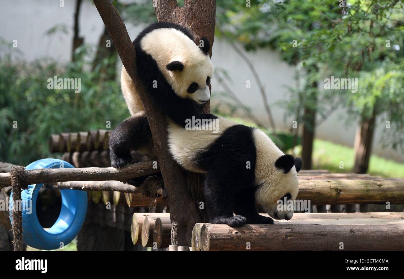 Xi'an, China's Shaanxi Province. 23rd Sep, 2020. Giant pandas are seen ...