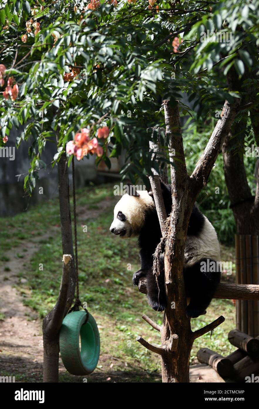 Xi'an, China's Shaanxi Province. 23rd Sep, 2020. A giant panda is seen ...