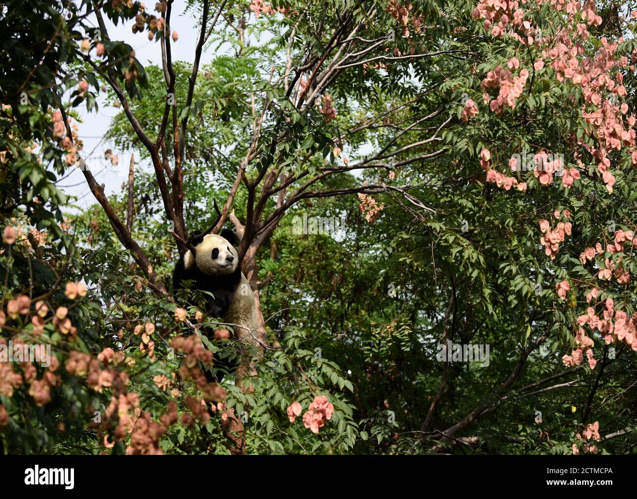 Xi'an, China's Shaanxi Province. 23rd Sep, 2020. A giant panda is seen ...