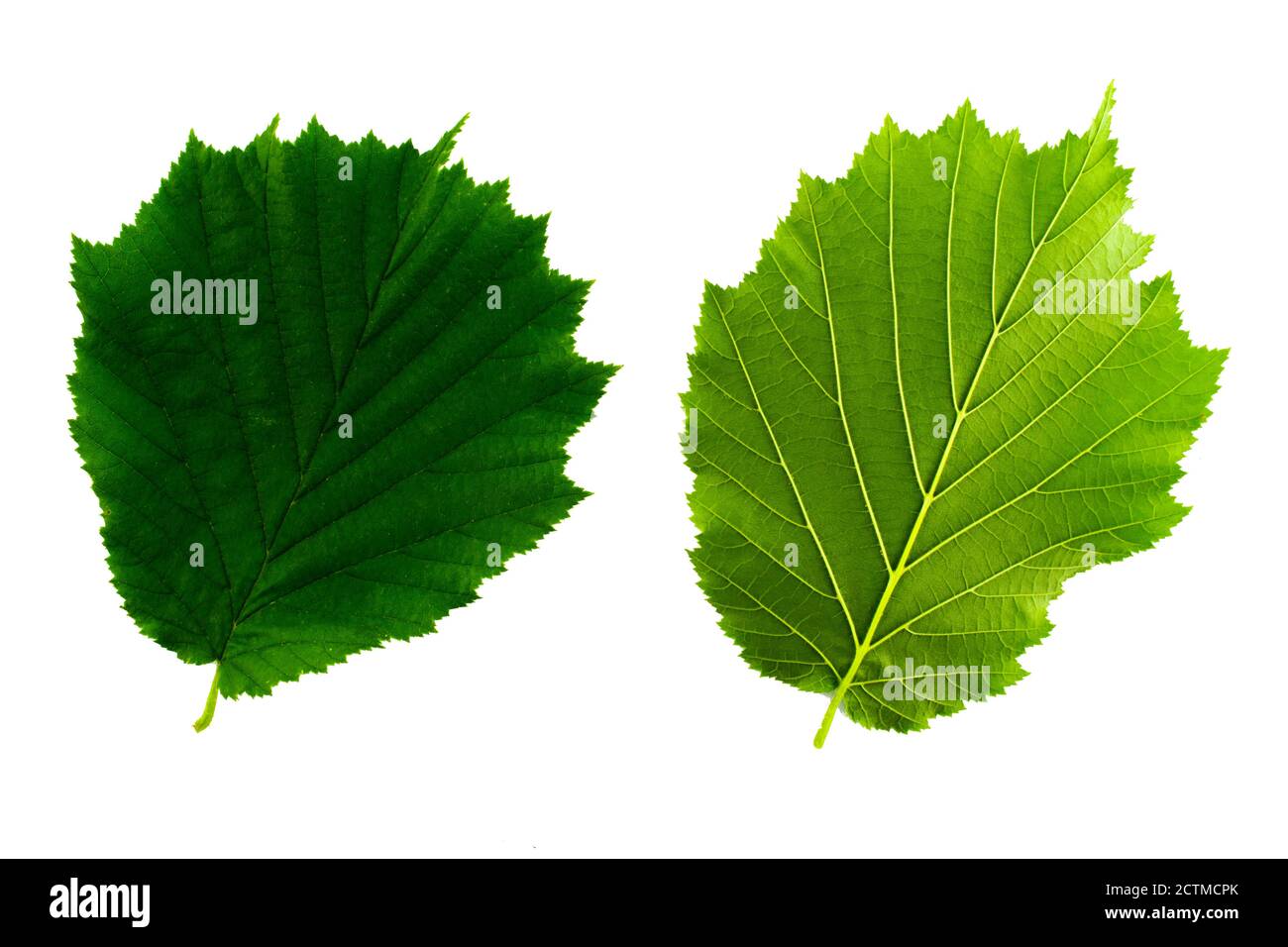Hazel tree leaves Cut Out Stock Images & Pictures - Alamy