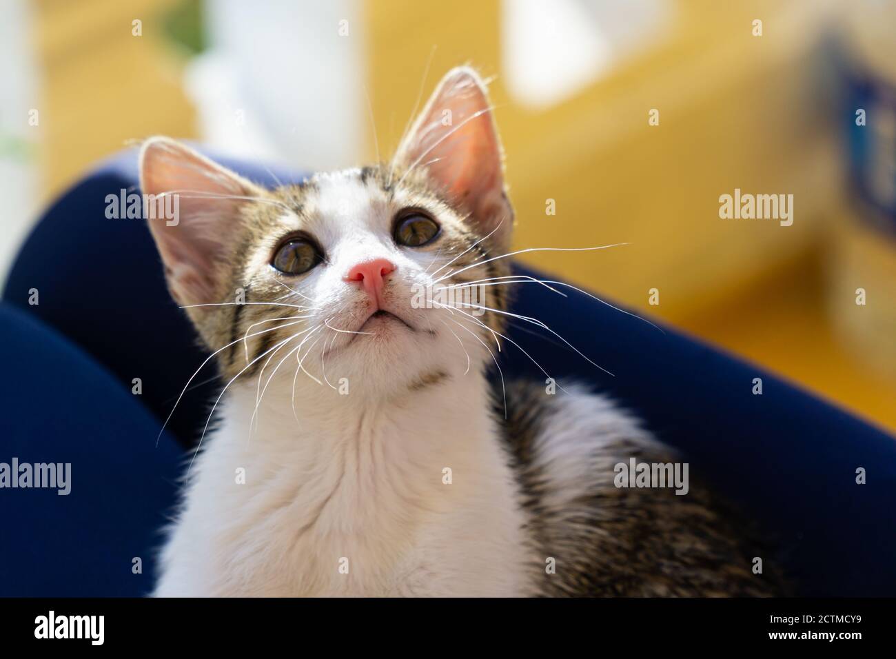Cute Kitten Resting Near Owner Stock Photo - Alamy
