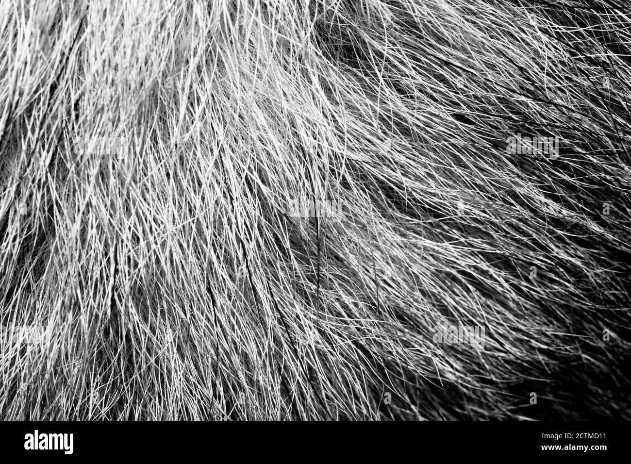 High contrast Black and white macro photography texture backgrounds ...