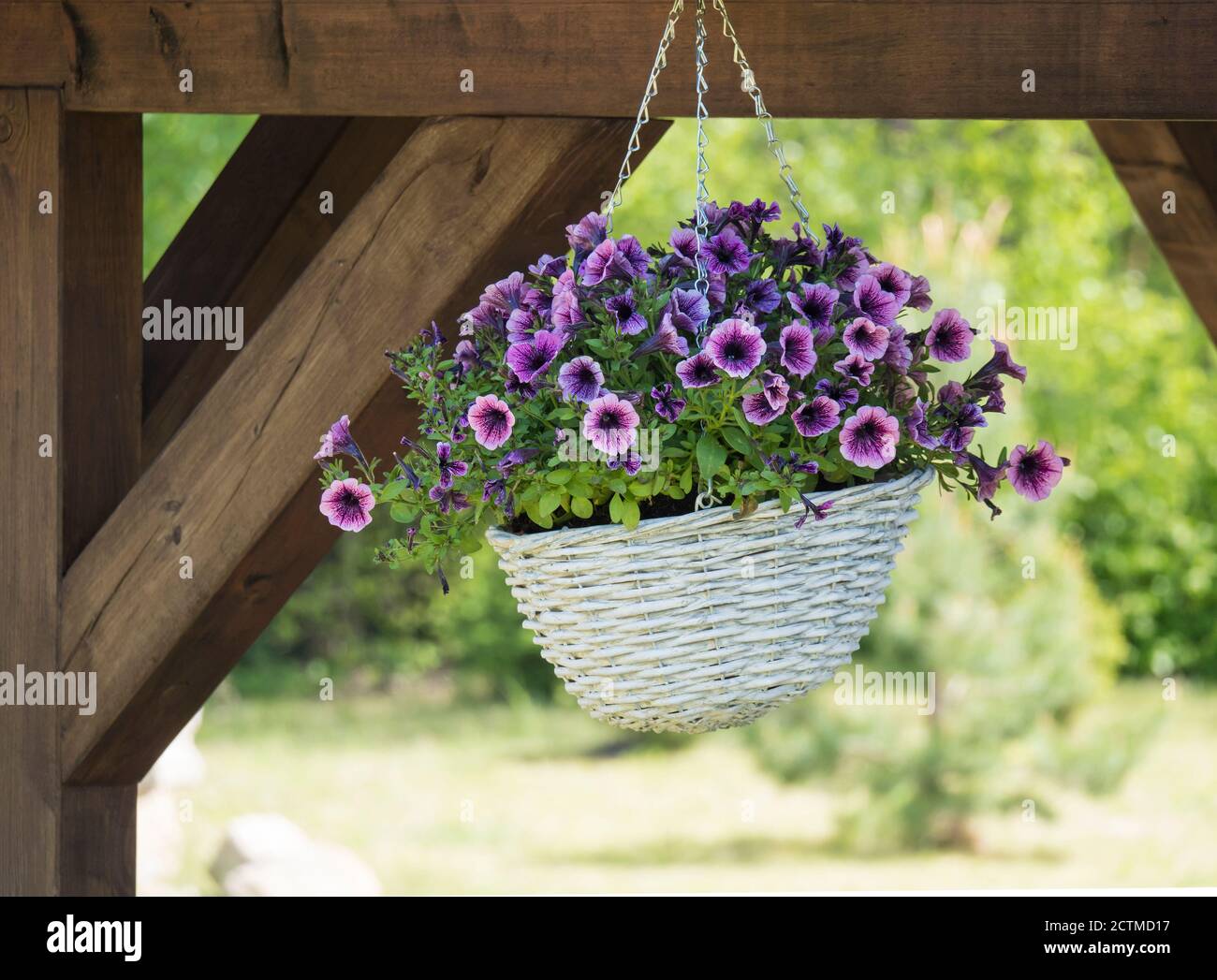 white wicker basket, flower pot with violet geranium flowers hanging ...