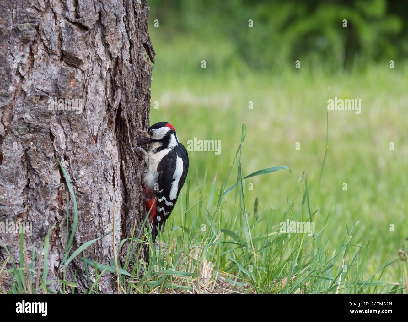 Close up male bird The great spotted woodpecker, Dendrocopos major ...
