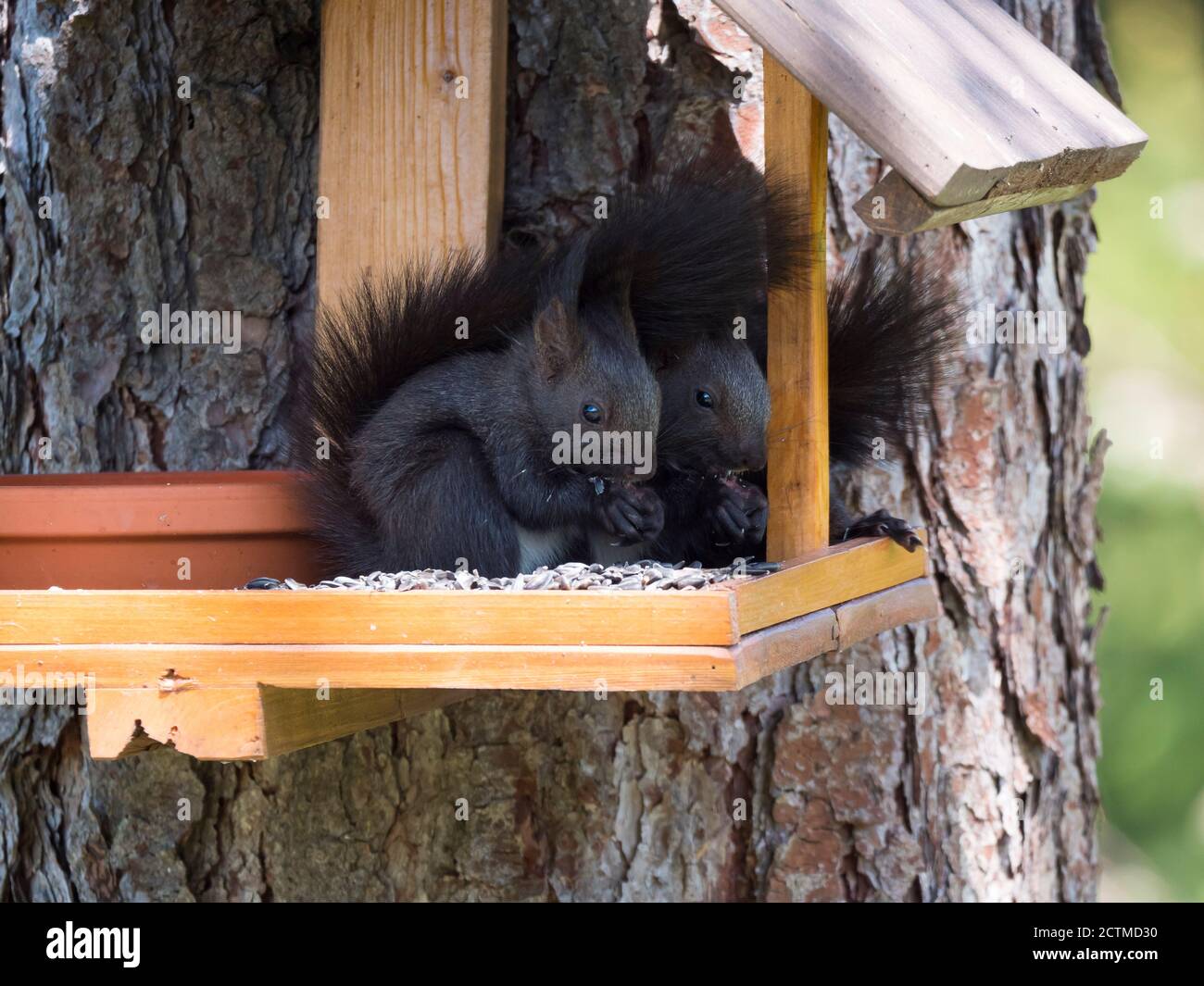 Melanism bird hi-res stock photography and images - Alamy