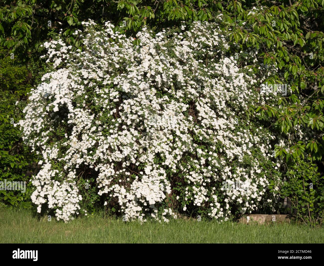 Reeves spirea hi-res stock photography and images - Alamy