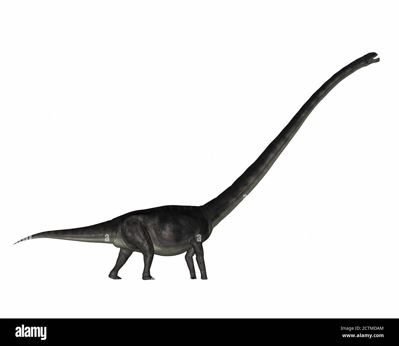 Omeisaurus fossil hi-res stock photography and images - Alamy