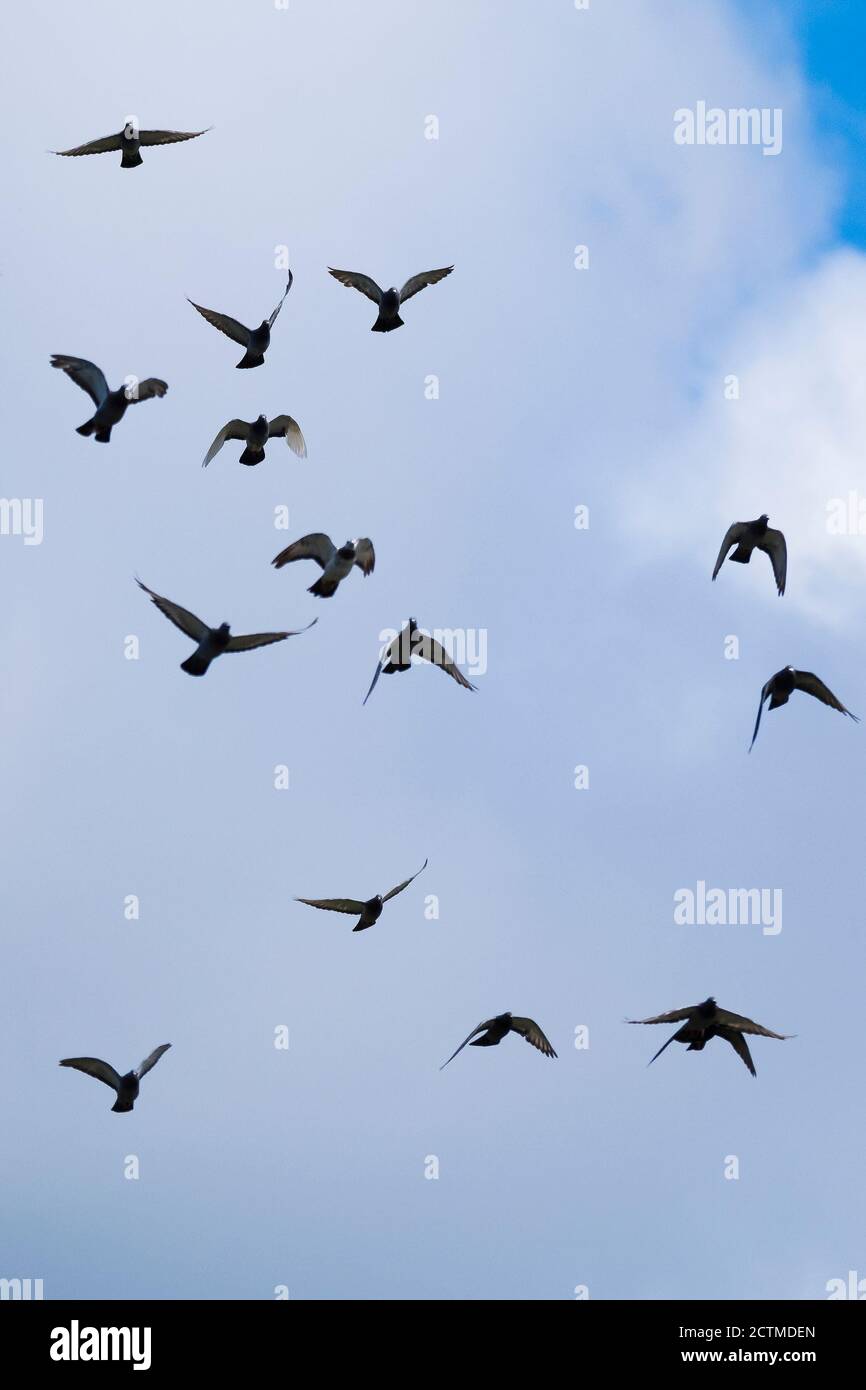 Wood pigeons hi-res stock photography and images - Alamy