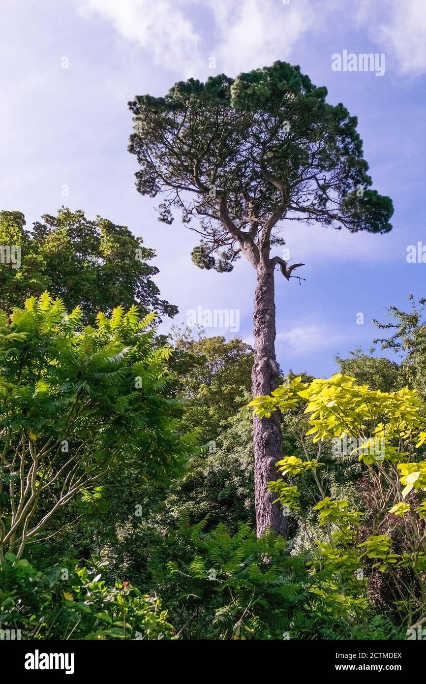 Radiata pine hi-res stock photography and images - Alamy