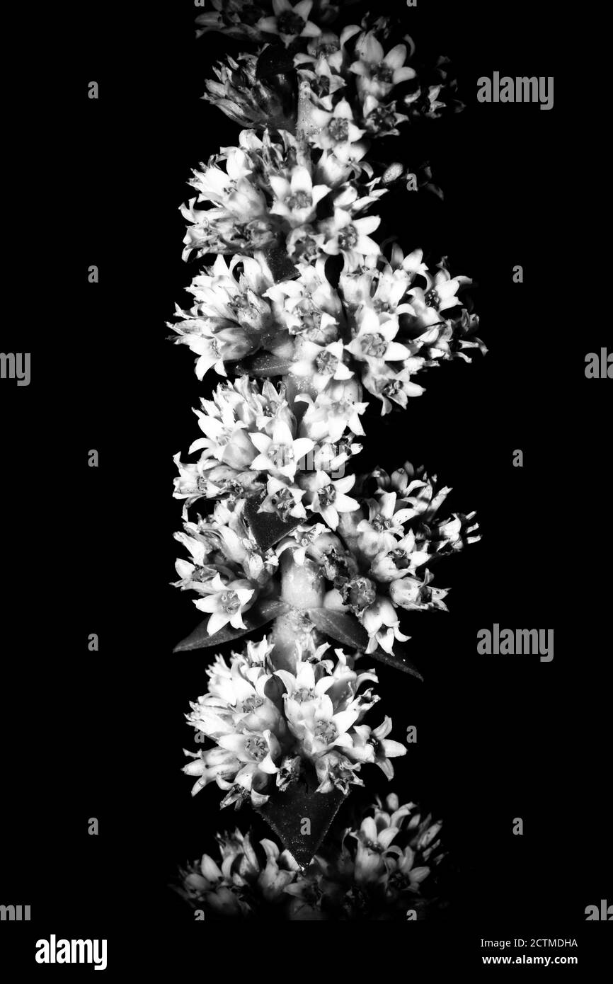 High contrast Black and white macro photography texture backgrounds ...