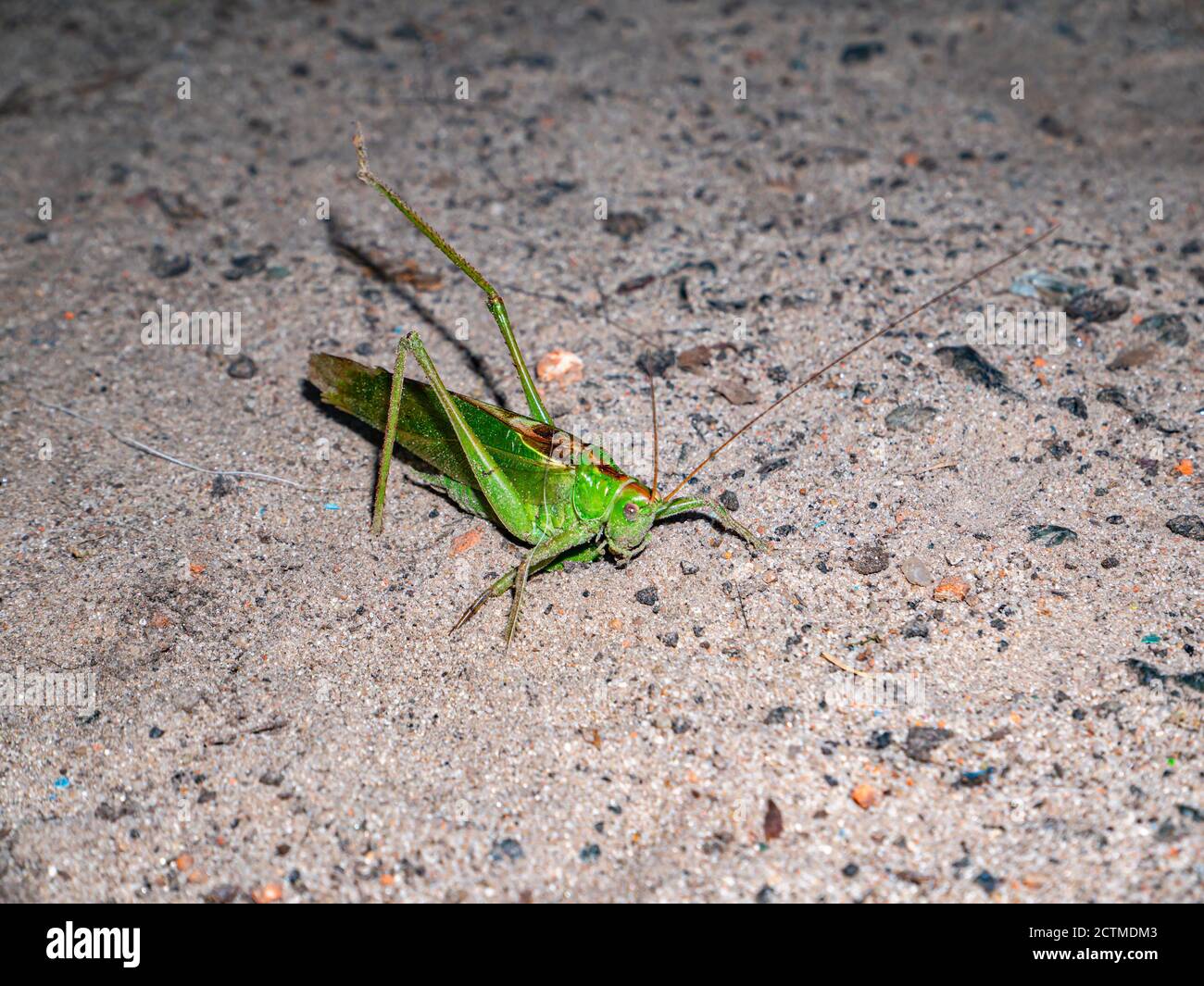A large green locust is sitting on the sand Stock Photo - Alamy