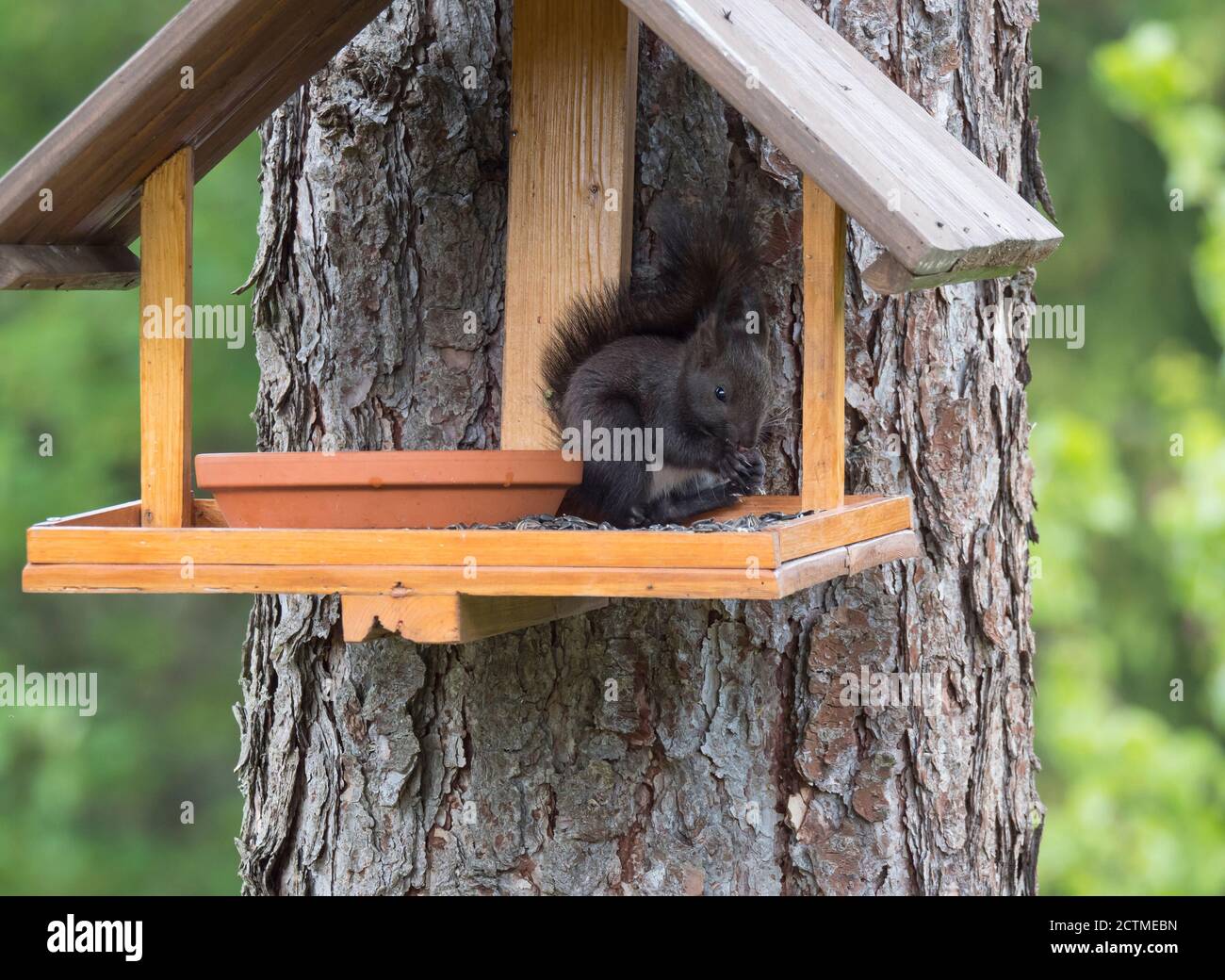 Melanism bird hi-res stock photography and images - Alamy