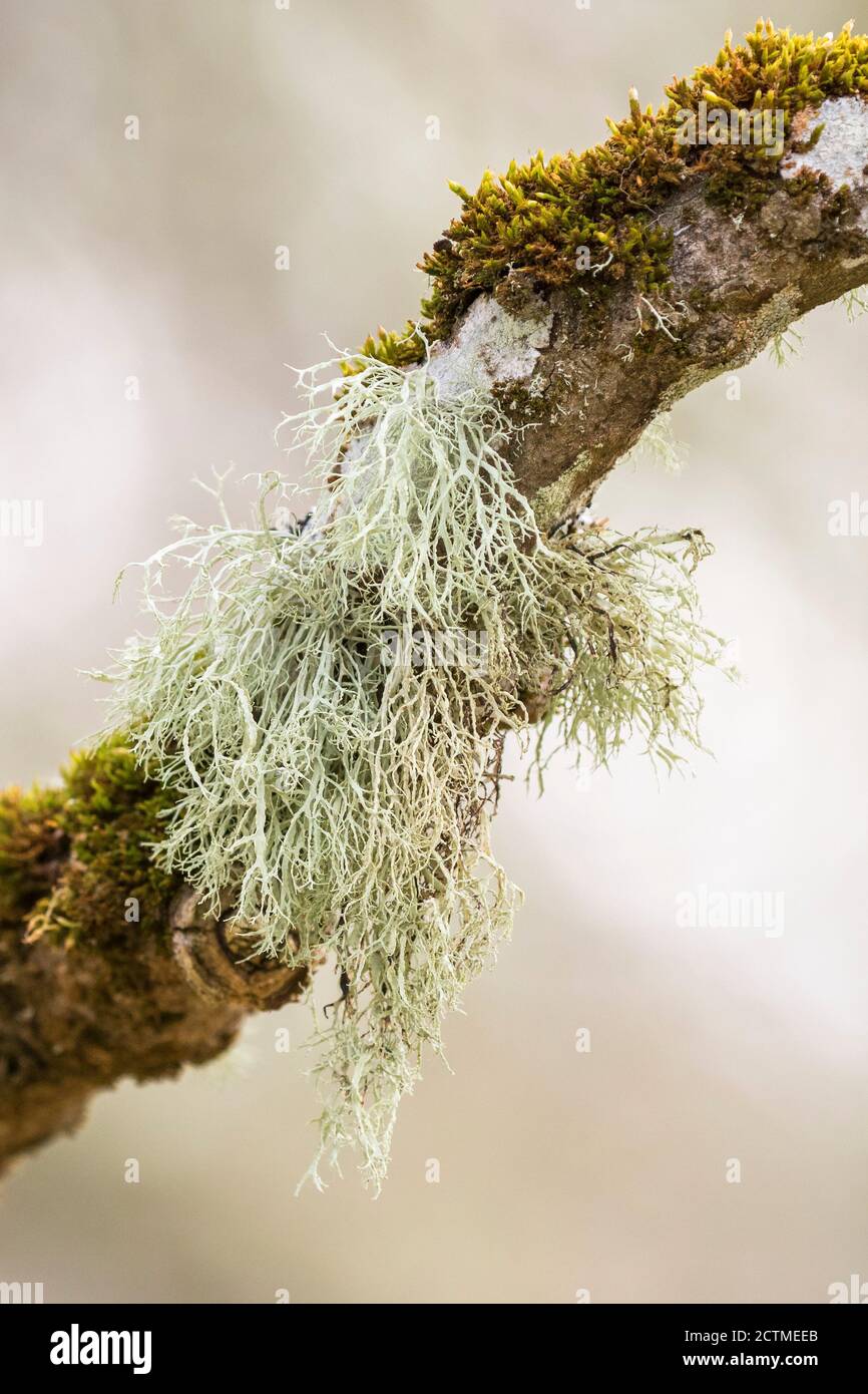 Hanging Lichen High Resolution Stock Photography and Images - Alamy