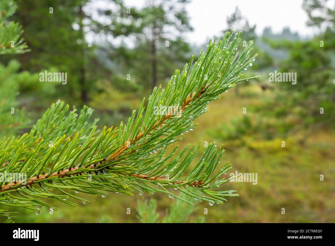 Dewy pine hi-res stock photography and images - Alamy