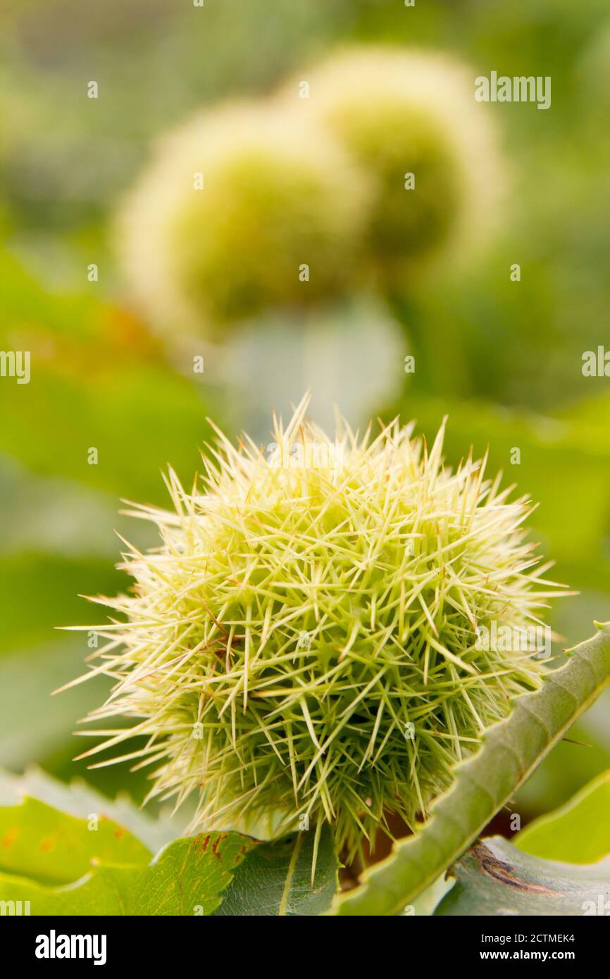 Sweet chestnuts on a tree on a sunny day in fall - selective focus ...