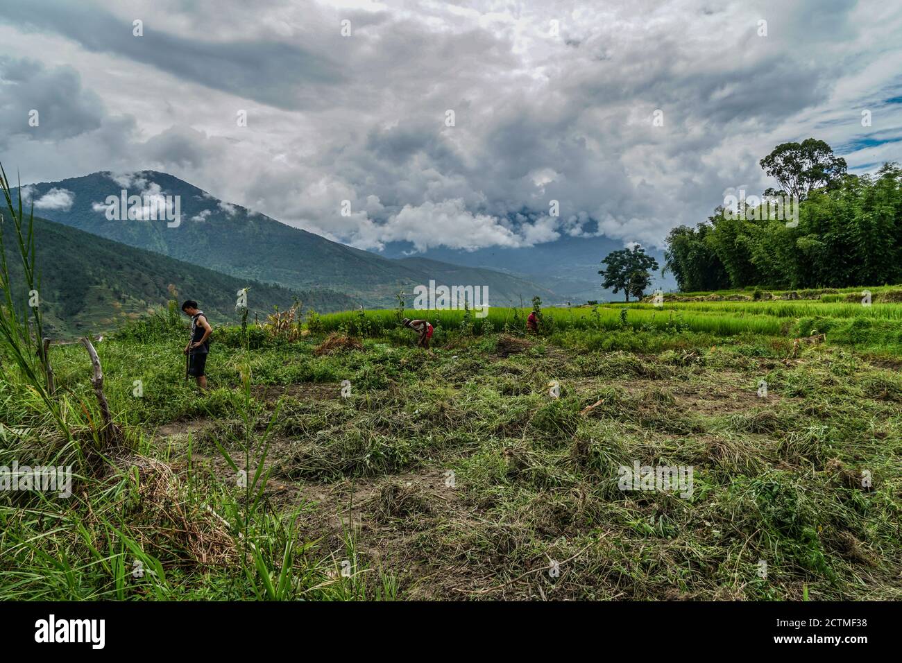 Field farming in bhutan hi-res stock photography and images - Alamy