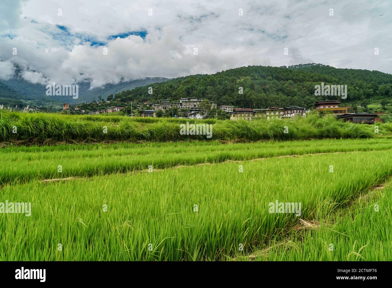 Traditional village and rice field landscape in Punakha, Bhutan Stock ...