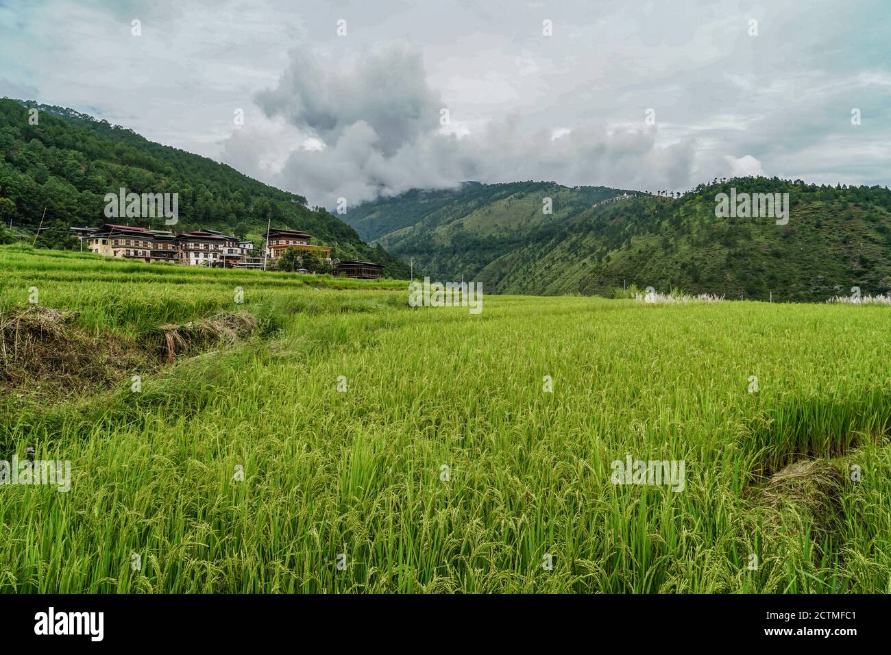 Traditional village and rice field landscape in Punakha, Bhutan Stock ...