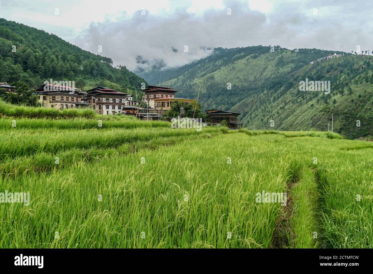 Traditional village and rice field landscape in Punakha, Bhutan Stock ...