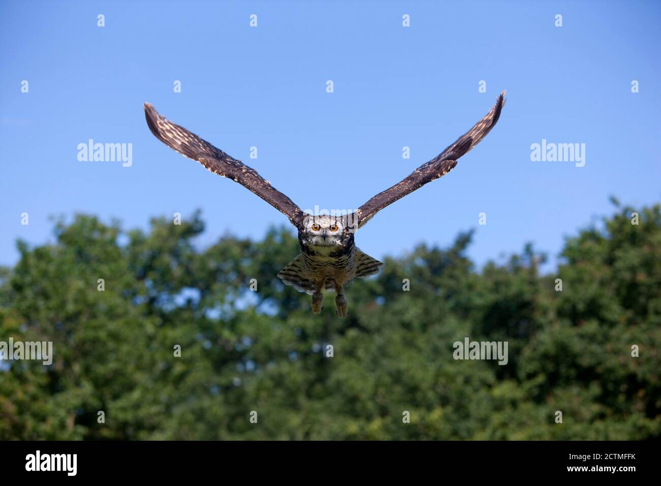 Cape Eagle Owl, bubo capensis, Adult in Flight Stock Photo - Alamy