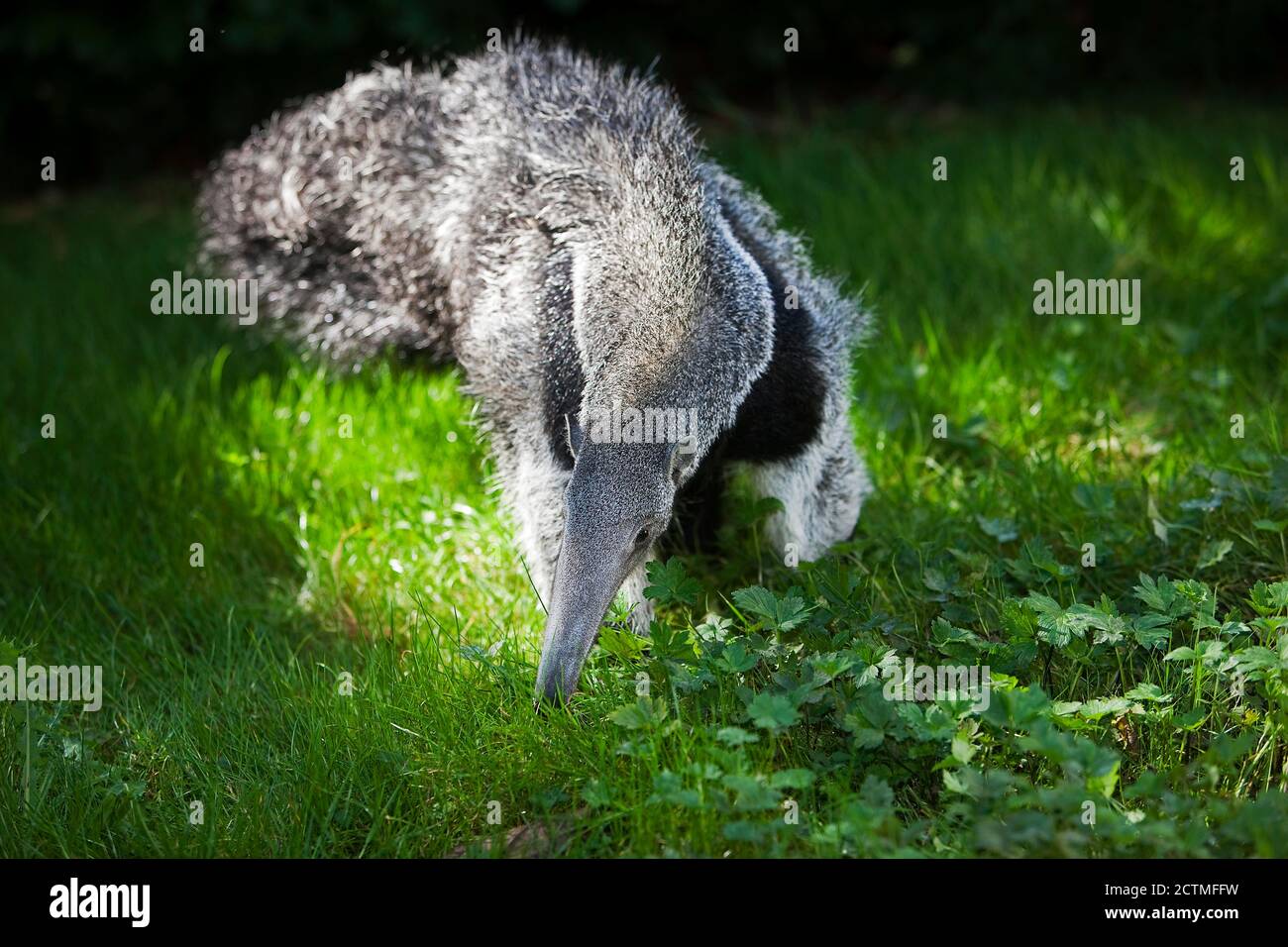 Giant Anteater, myrmecophaga tridactyla, Young Female Stock Photo - Alamy
