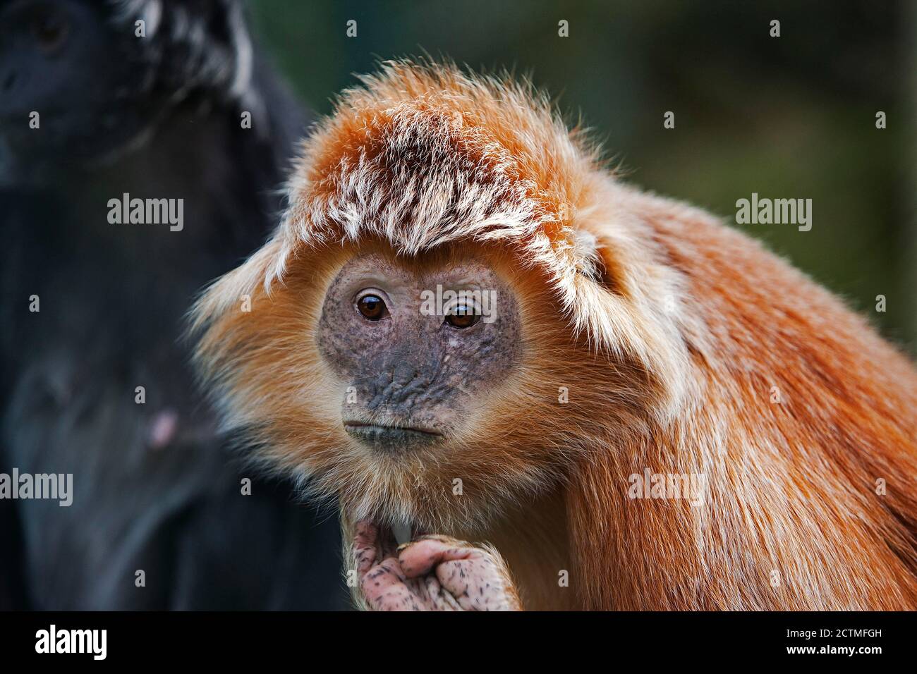 Portrait javan lutung hi-res stock photography and images - Alamy