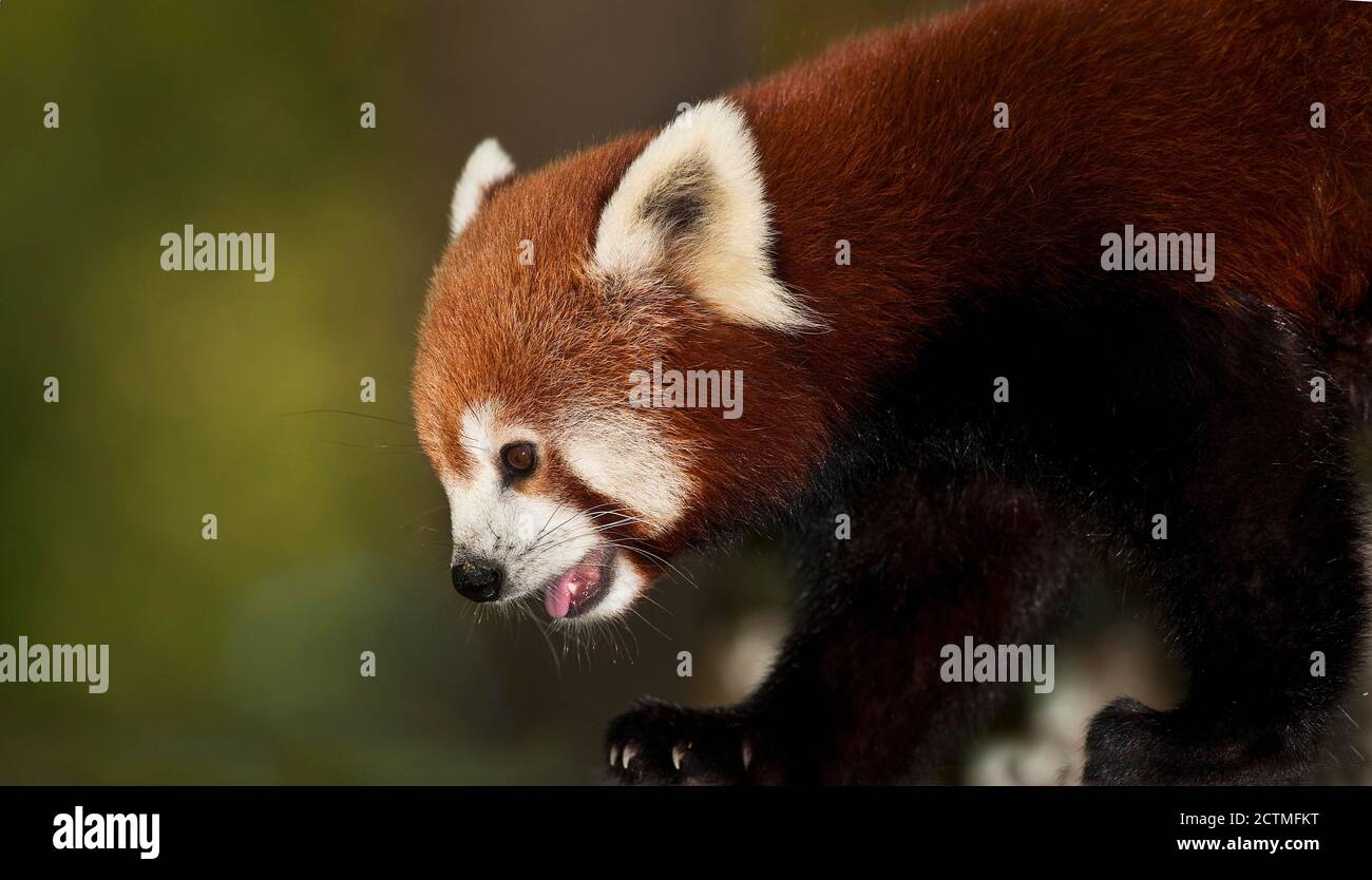 Red Panda, ailurus fulgens, Adult Stock Photo - Alamy