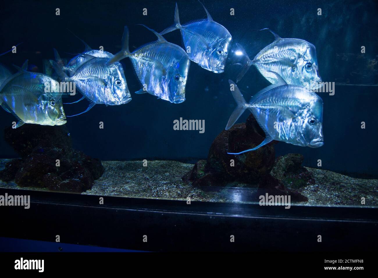 Monaco Oceanographic Museum Row of sad faces. Silver lookdown fish ...