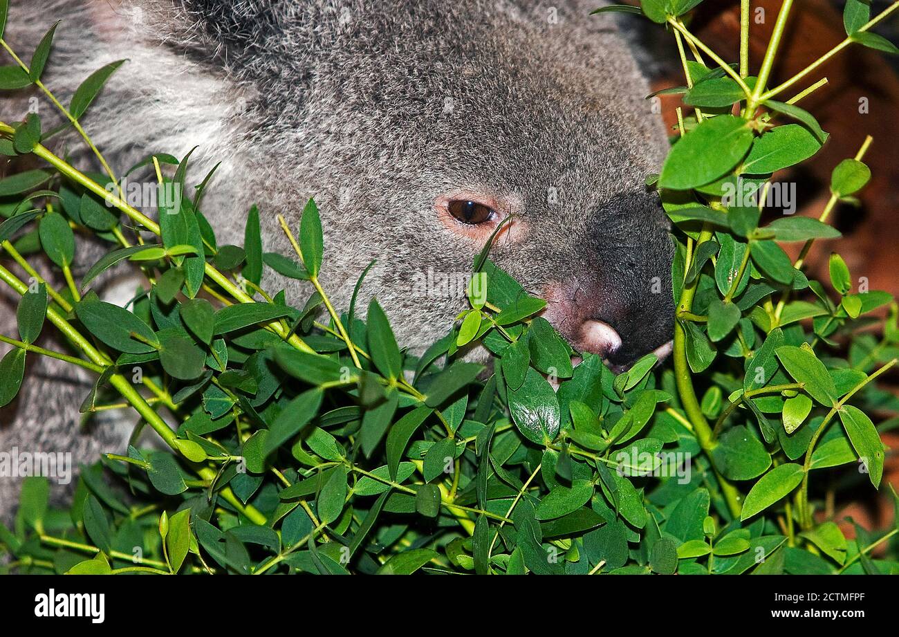 Koala, phascolarctos cinereus, Male eating Leaves of Eucalyptus Stock ...