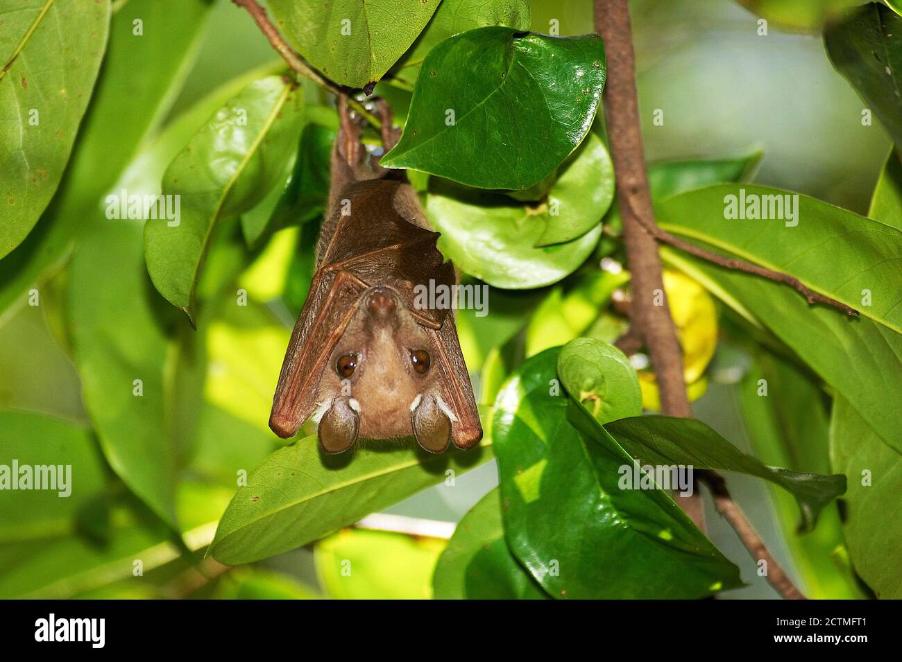 Adult hanging under leaves hi-res stock photography and images - Alamy