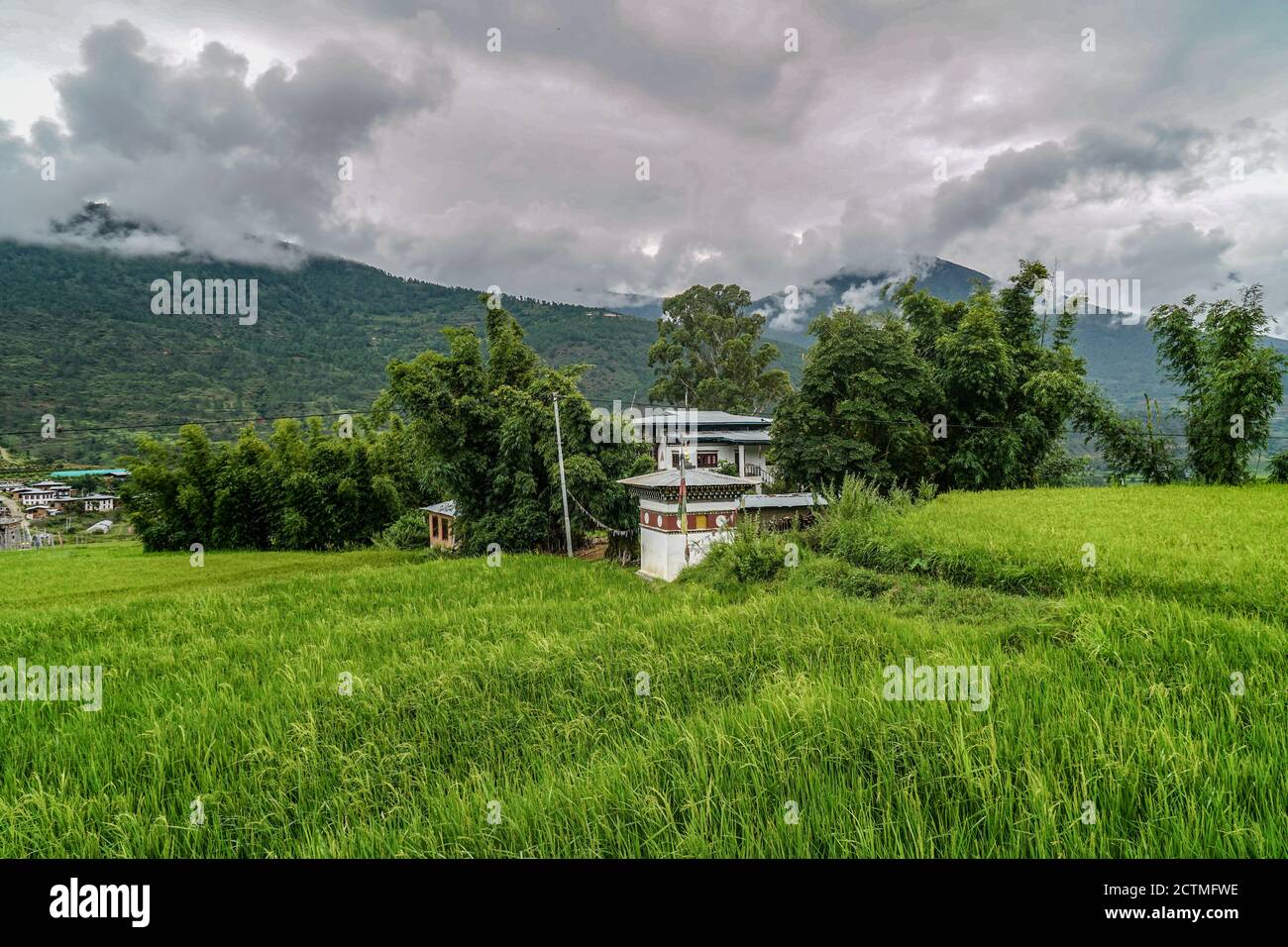 Rice field landscape in Punakha, Bhutan Stock Photo - Alamy
