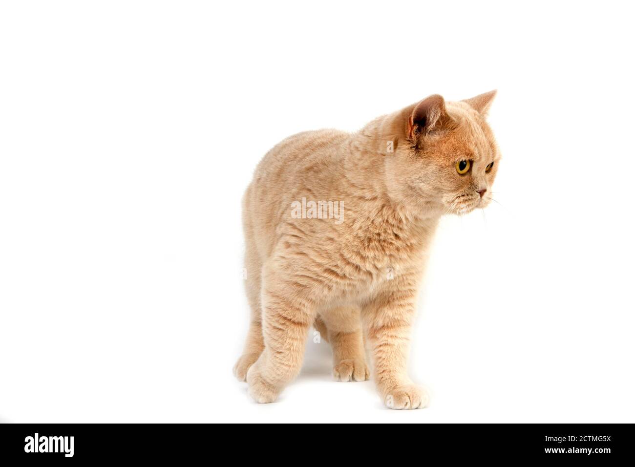 Cream British Shorthair Domestic Cat, Female against White Background ...