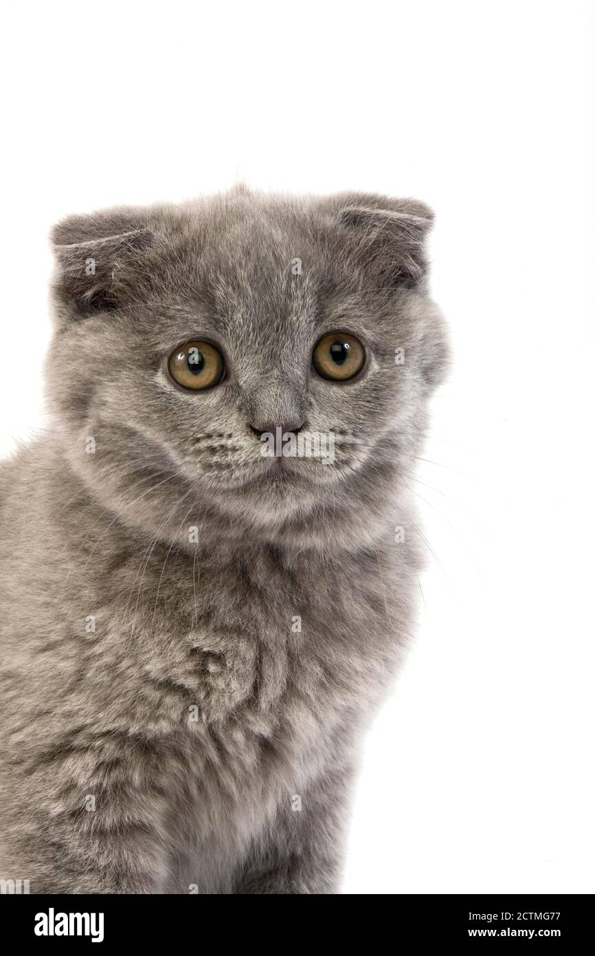 Blue Scottish Fold Domestic Cat, 2 Months Old Kitten against White ...